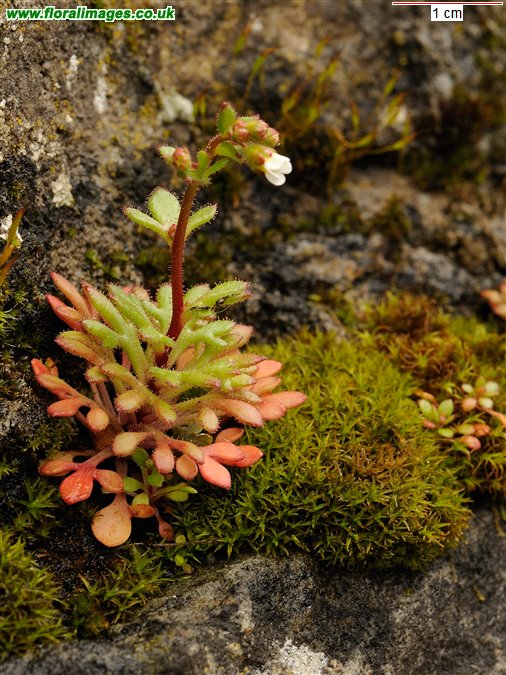 Saxifraga tridactylites, picture 15 of 20