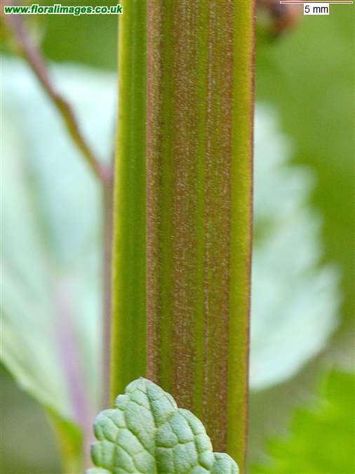 Scrophularia auriculata, picture 15 of 18