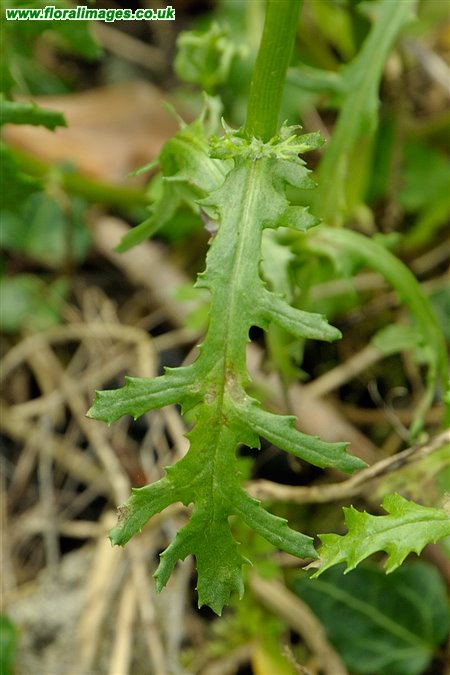 Senecio vulgaris, picture 11 of 15