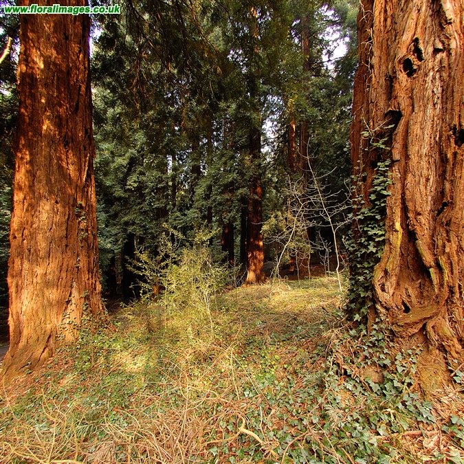 Sequoia sempervirens, picture 8 of 15