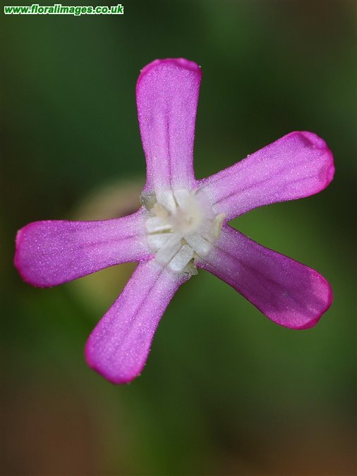 Silene conica, picture 6 of 7