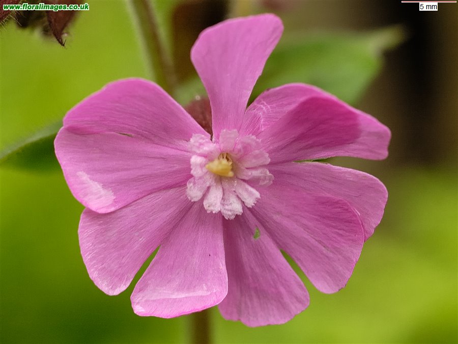 Silene dioica, picture 7 of 13