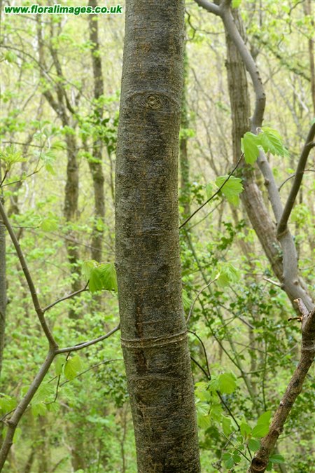 Sorbus torminalis, picture 11 of 12