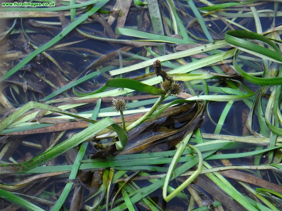 Sparganium angustifolium, picture 4 of 6