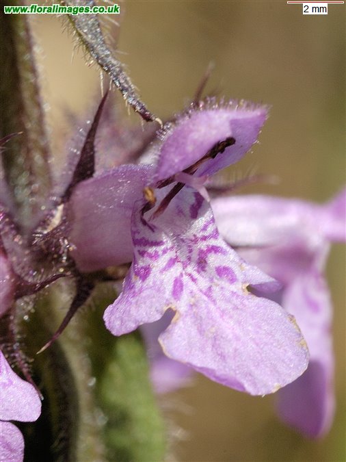 Stachys palustris, picture 9 of 17