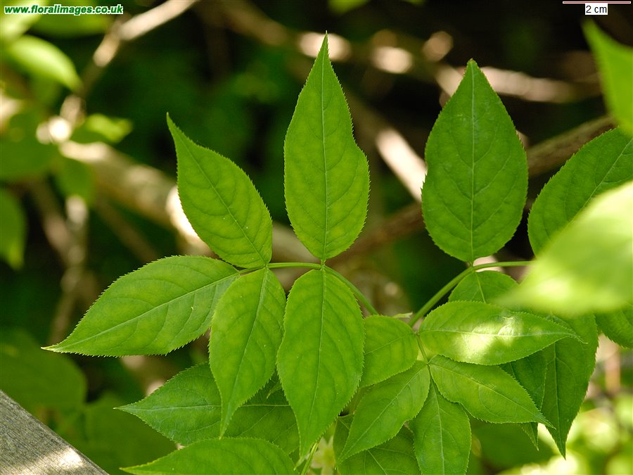 Staphylea pinnata, picture 4 of 6