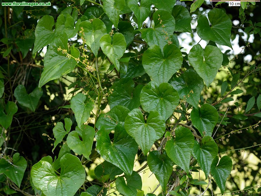 Tamus communis, picture 5 of 10