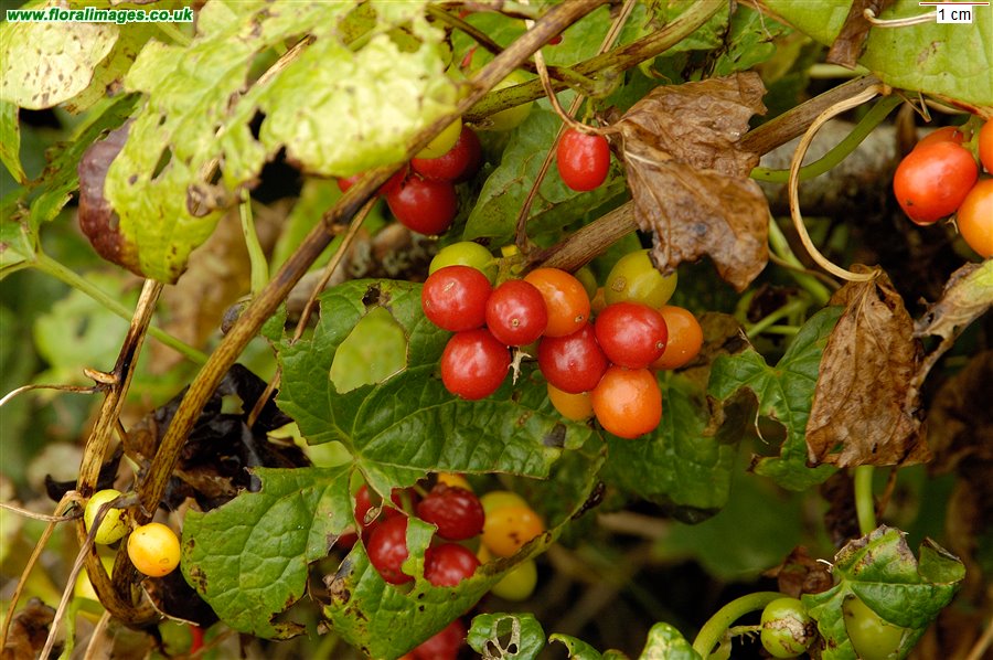 Tamus communis, picture 8 of 9