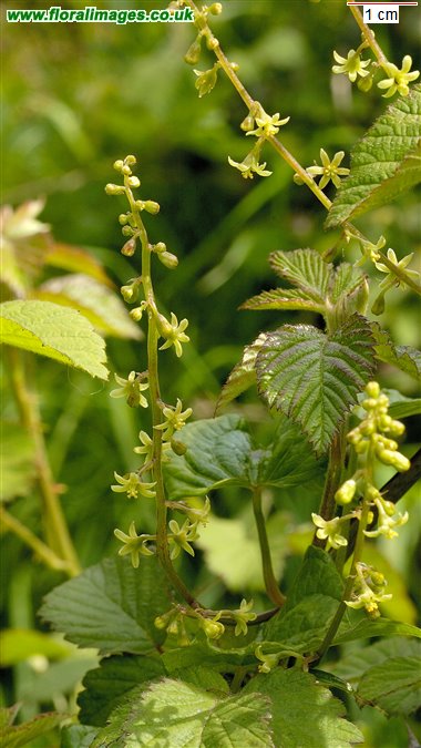 Tamus communis, picture 3 of 9