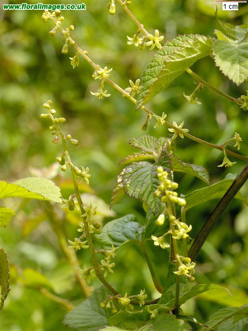 Tamus communis, picture 5 of 9