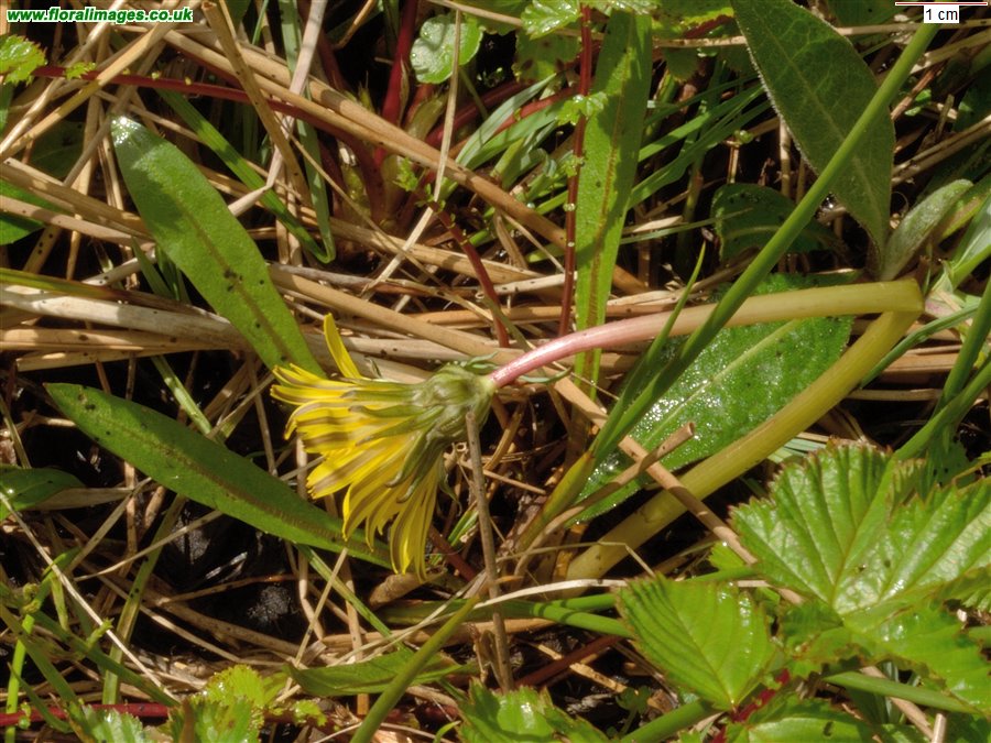 Taraxacum palustre, picture 6 of 7