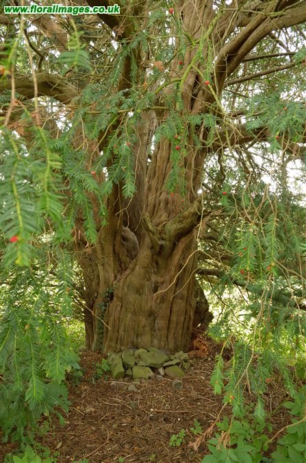 Taxus baccata, picture 13 of 16