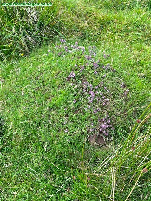 Thymus drucei, picture 9 of 13