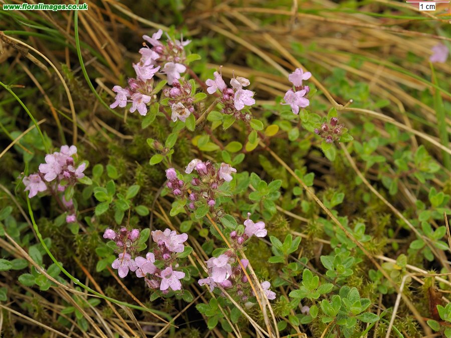 Thymus drucei, picture 4 of 11