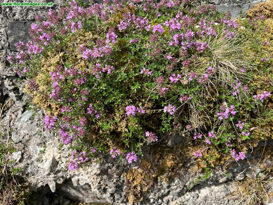 Thymus drucei, picture 5 of 16