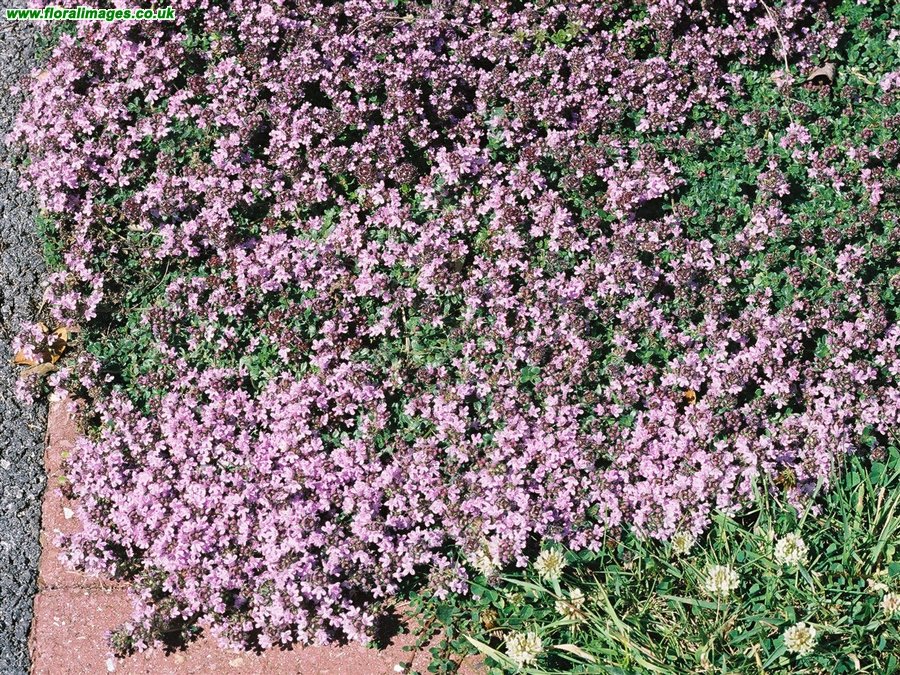Thymus drucei, picture 9 of 11