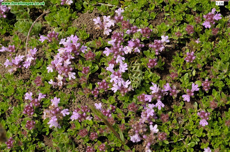 Thymus drucei, picture 11 of 16