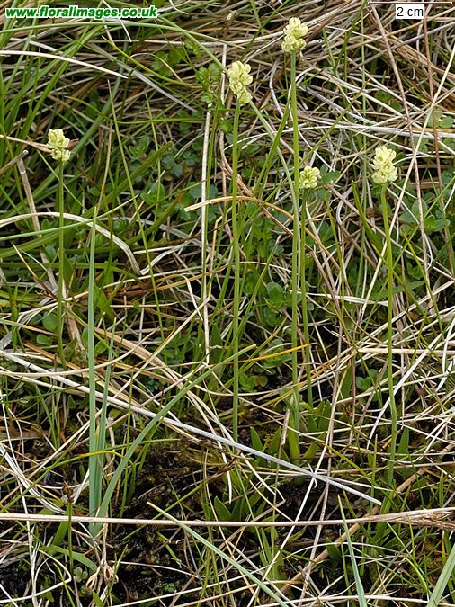 Tofieldia pusilla, picture 4 of 6