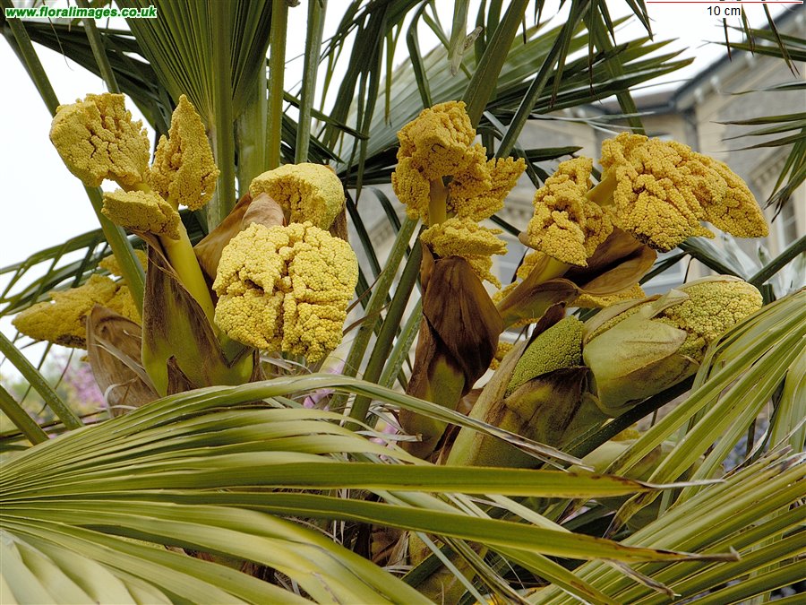 Trachycarpus fortunei, picture 1 of 1