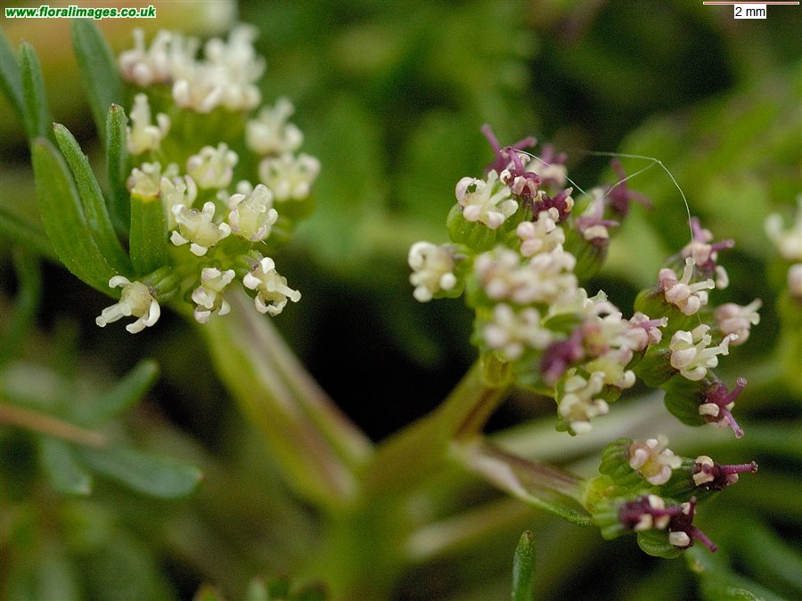 Trinia glauca, picture 7 of 15