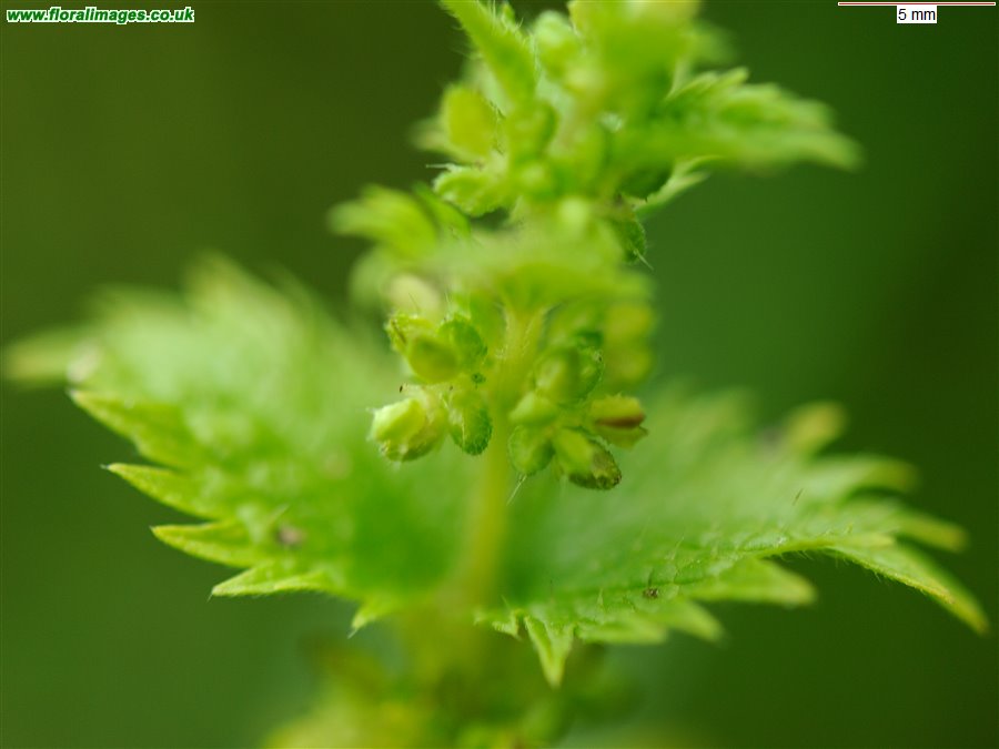 Urtica urens, picture 4 of 6