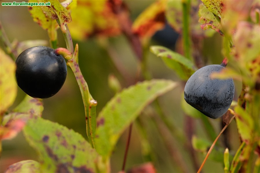Vaccinium myrtillus, picture 14 of 16