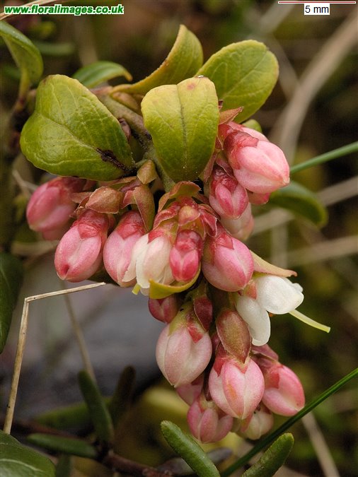 Vaccinium vitis-idaea, picture 10 of 22