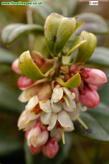 Vaccinium vitis-idaea, picture 10 of 22