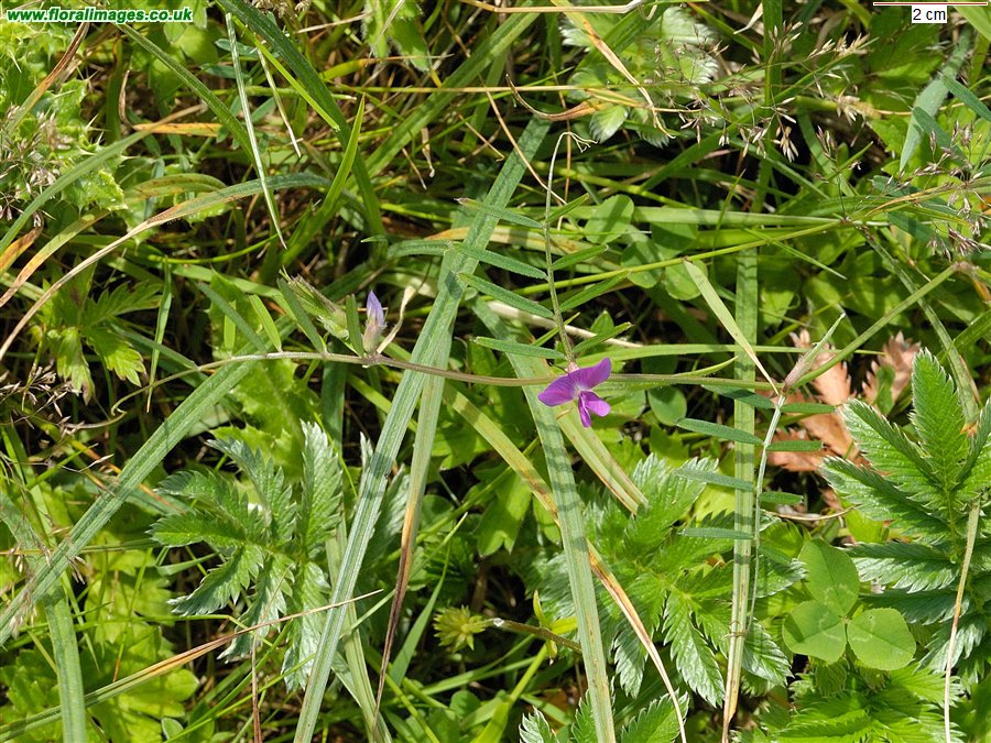 Vicia sativa, picture 5 of 10