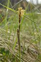 FloralImages - a botanical reference for the UK flora